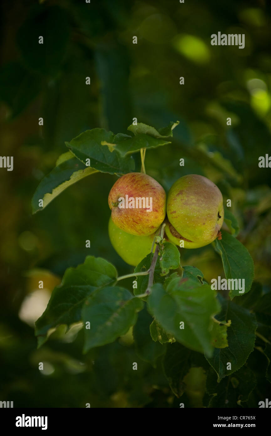 France, Morbihan, Le Hezo, museum of cider, apples of variety la Bedan ...
