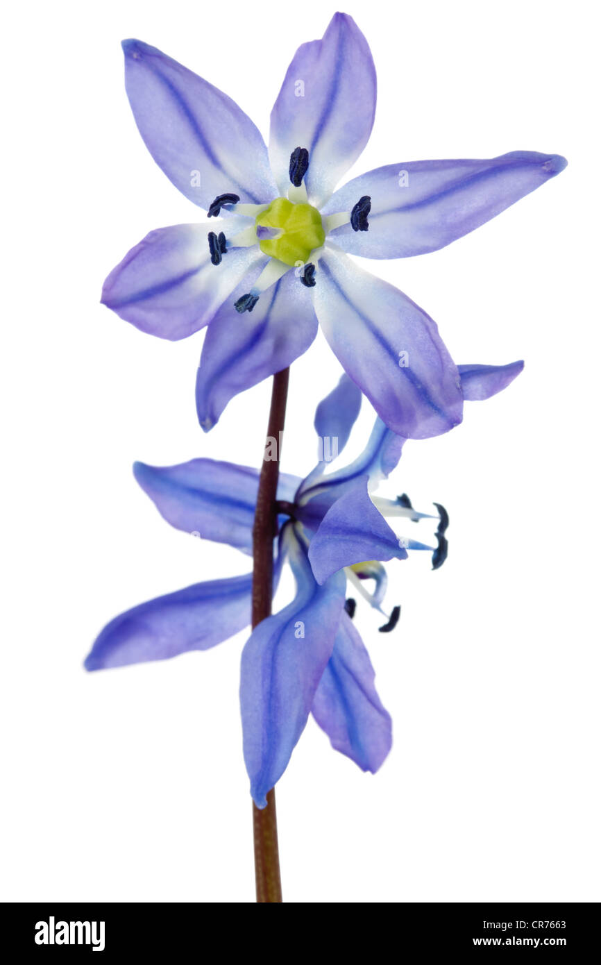 blue hepatica flower isolated on white background Stock Photo - Alamy