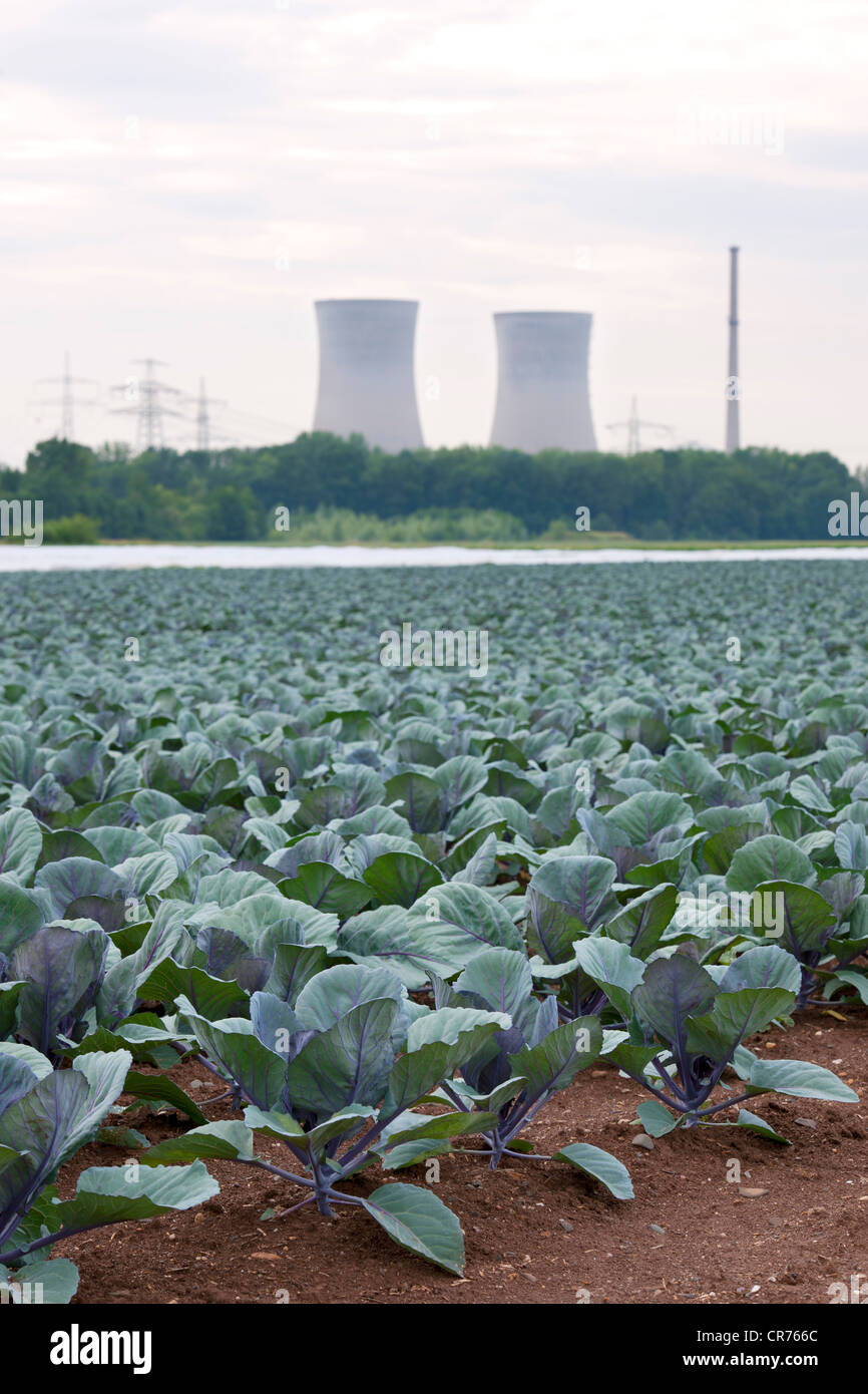 Grafenrheinfeld nuclear power plant, red cabbage patch at front, Lower ...