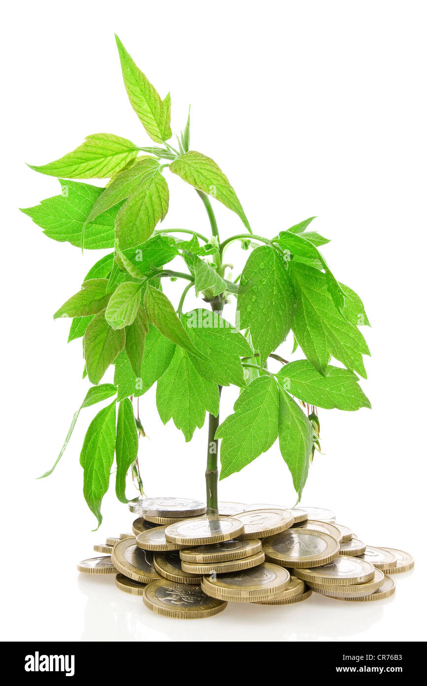 Money Tree Growing from Coins. Isolated on White Background Stock Photo ...