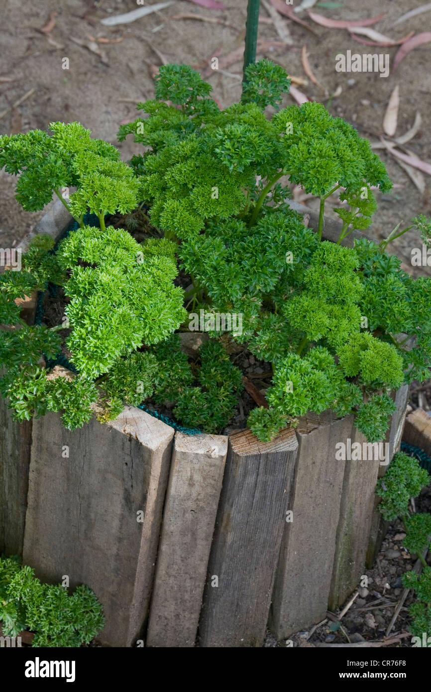 Curled parsley garden hi-res stock photography and images - Alamy