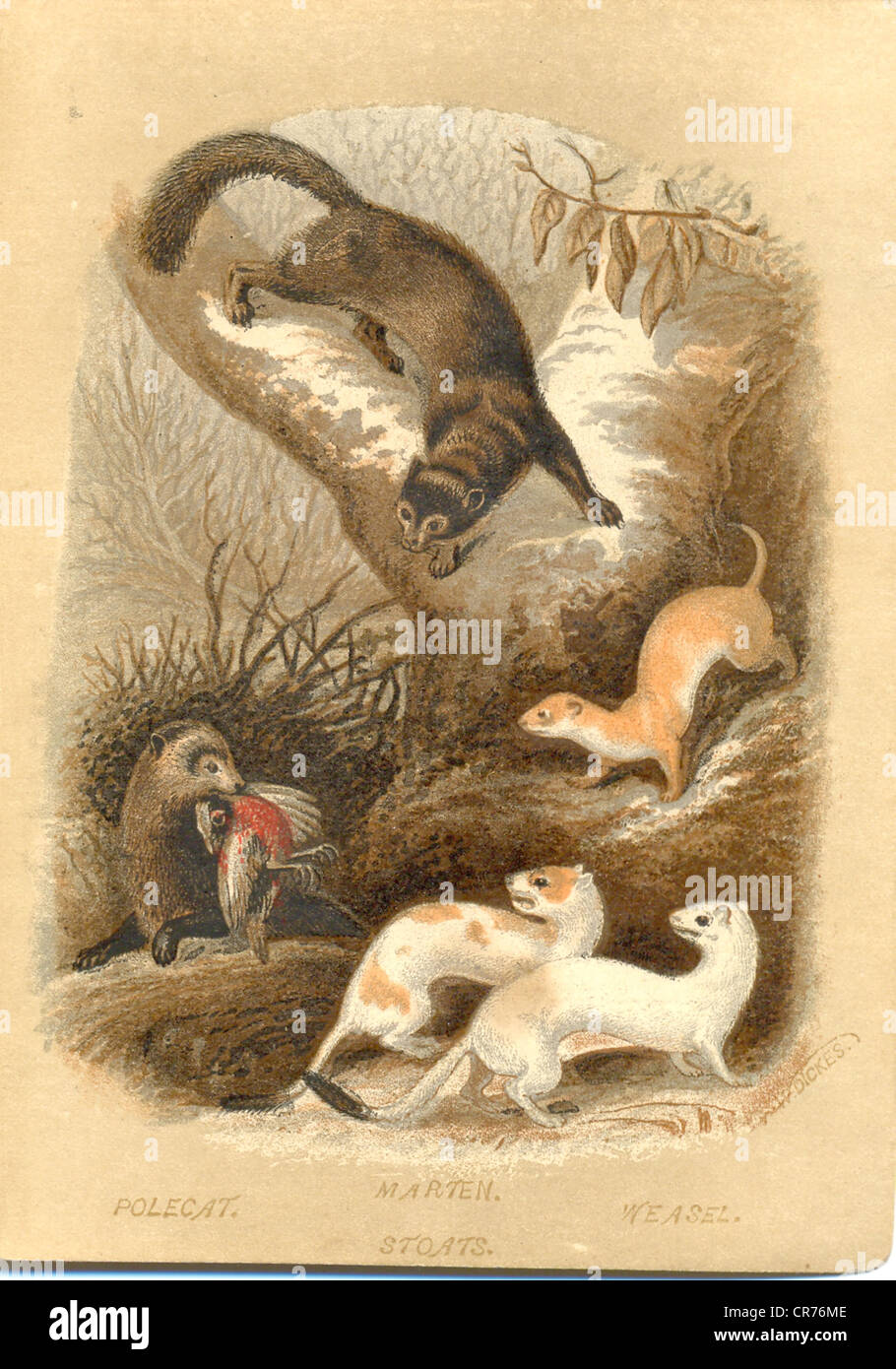 Pictorial teaching aid showing marten, polecat, stoat and weasel Stock ...