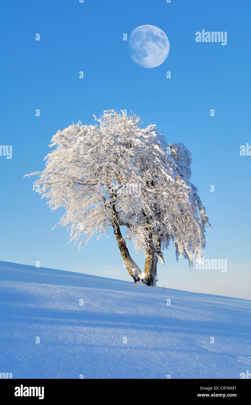 Moon above a European Beech (Fagus sylvatica) with frost and snow, on ...