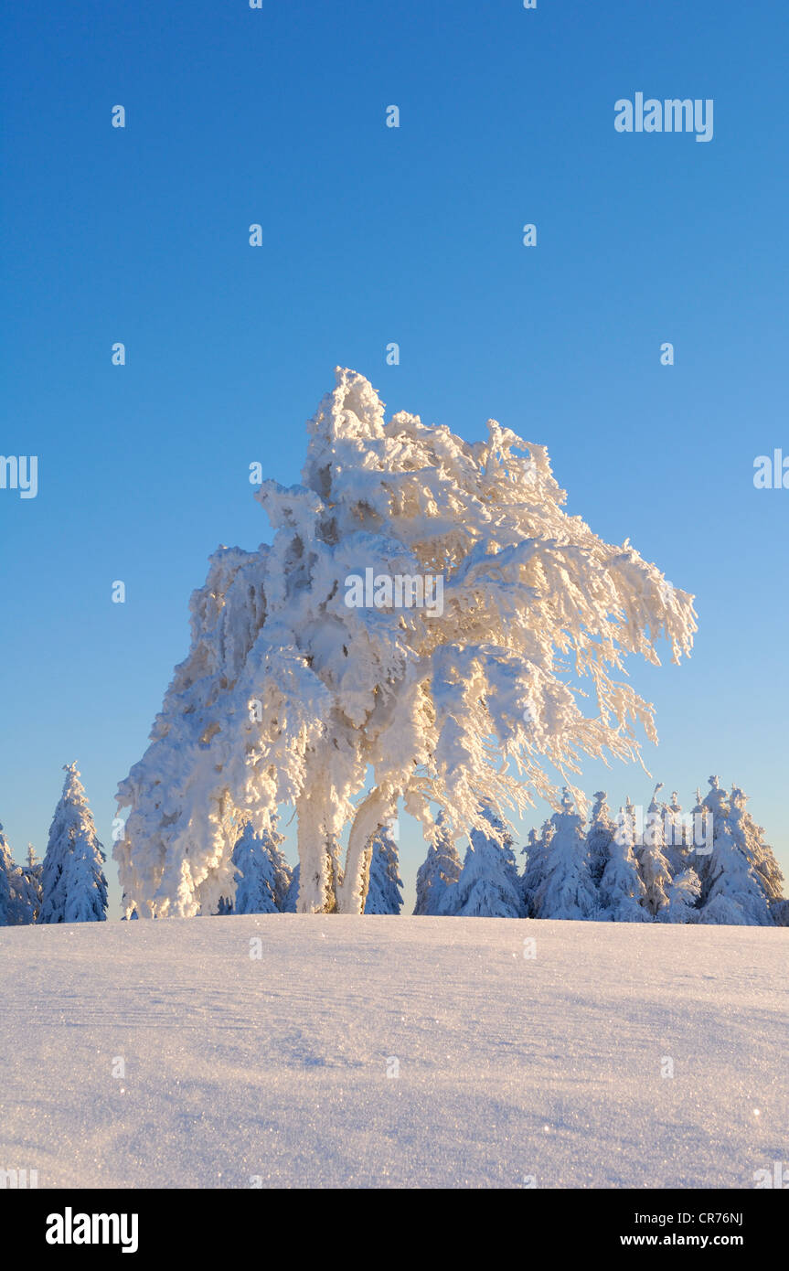 Ordinary beech hi-res stock photography and images - Alamy