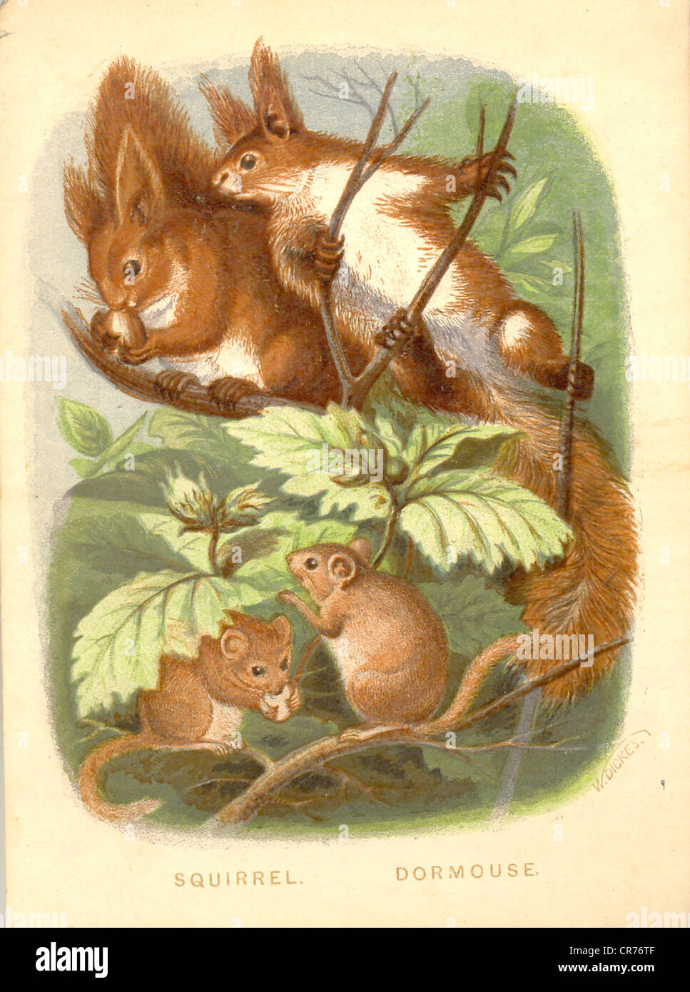 Pictorial teaching aid showing red squirrels and dormouse Stock Photo ...