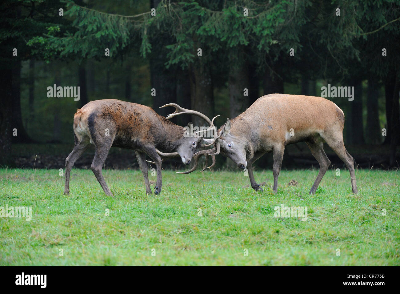 Male red deer fighting hi-res stock photography and images - Alamy