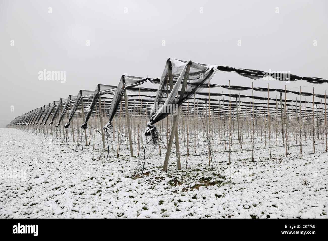Bird protection nets in hi-res stock photography and images - Alamy