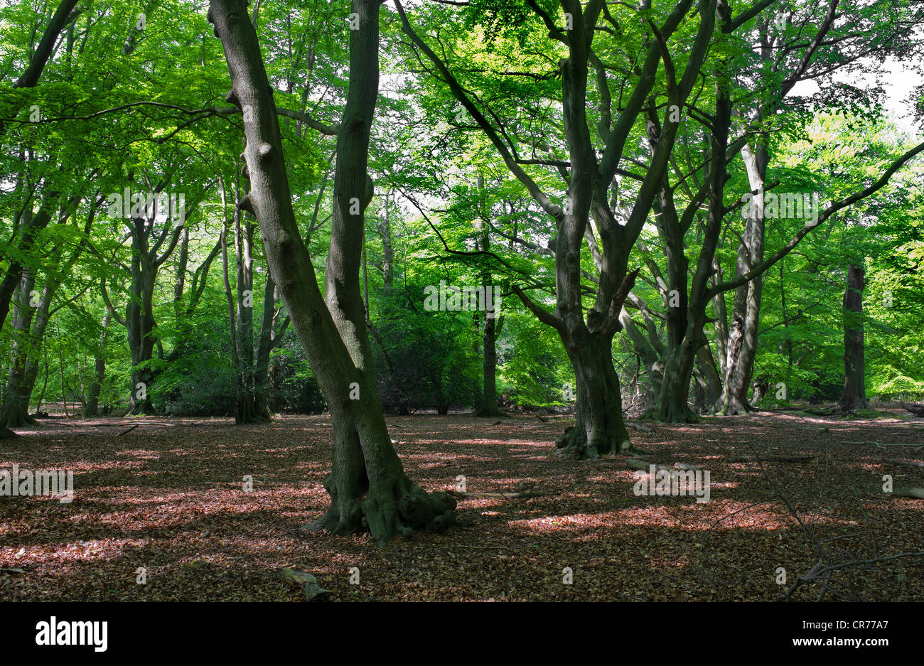 Epping forest hi-res stock photography and images - Alamy
