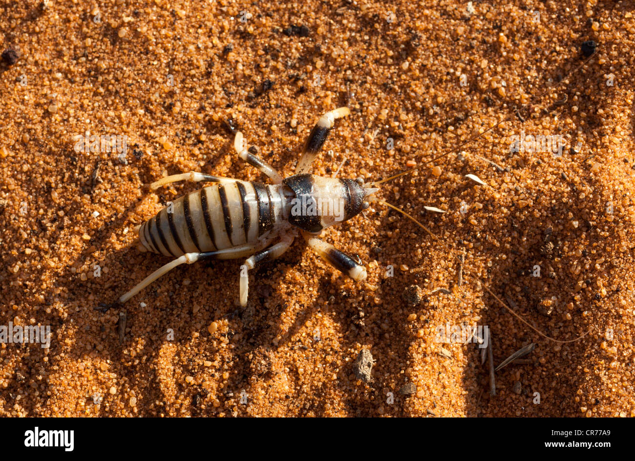 Stenopelmatus hi-res stock photography and images - Alamy