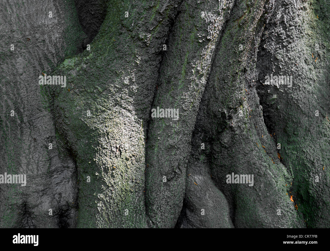 The texture of the trunk of an old Beech Tree Stock Photo - Alamy