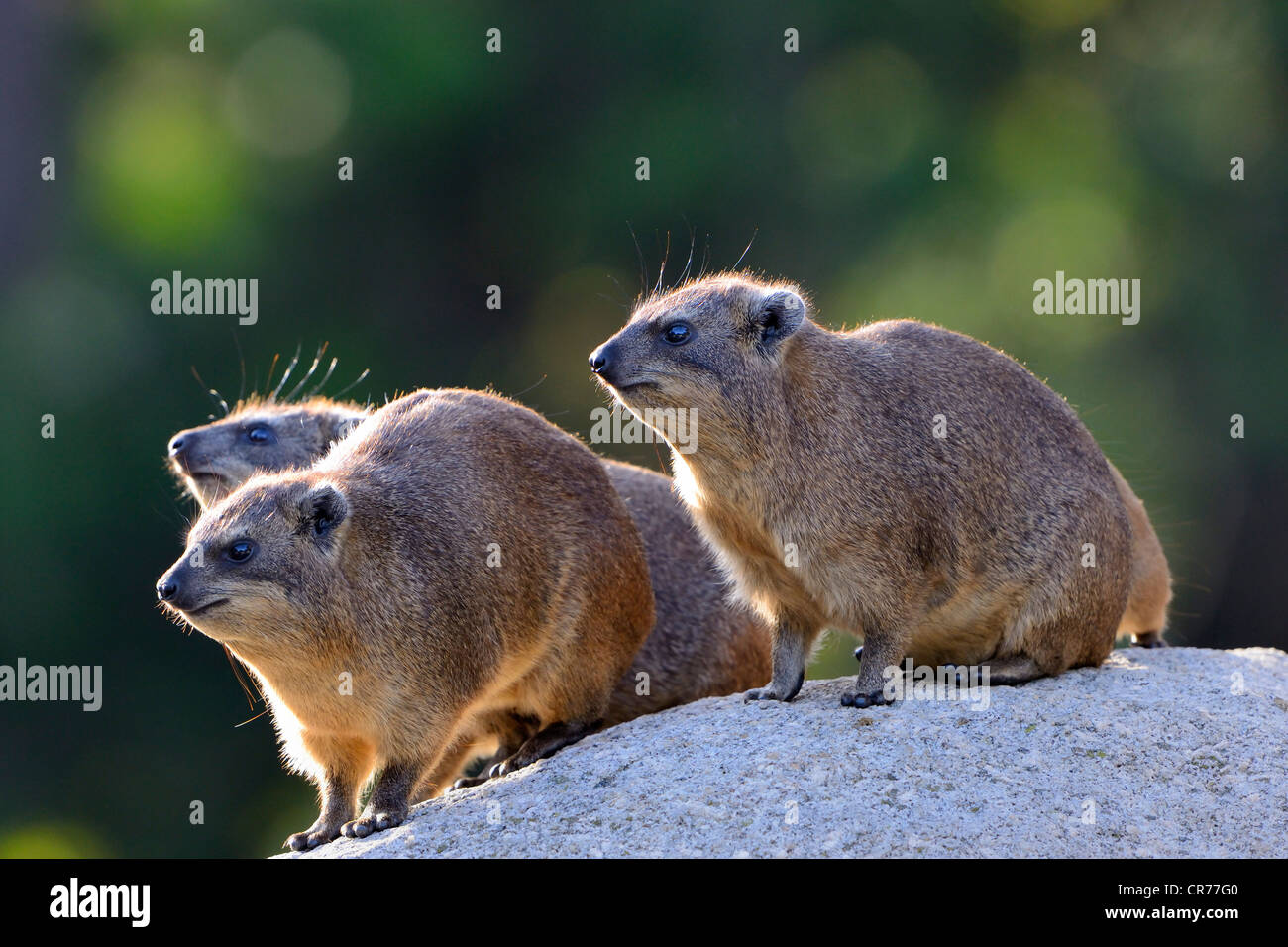 Rock hyraxes (Procavia capensis), Stuttgart, Baden-Wuerttemberg ...