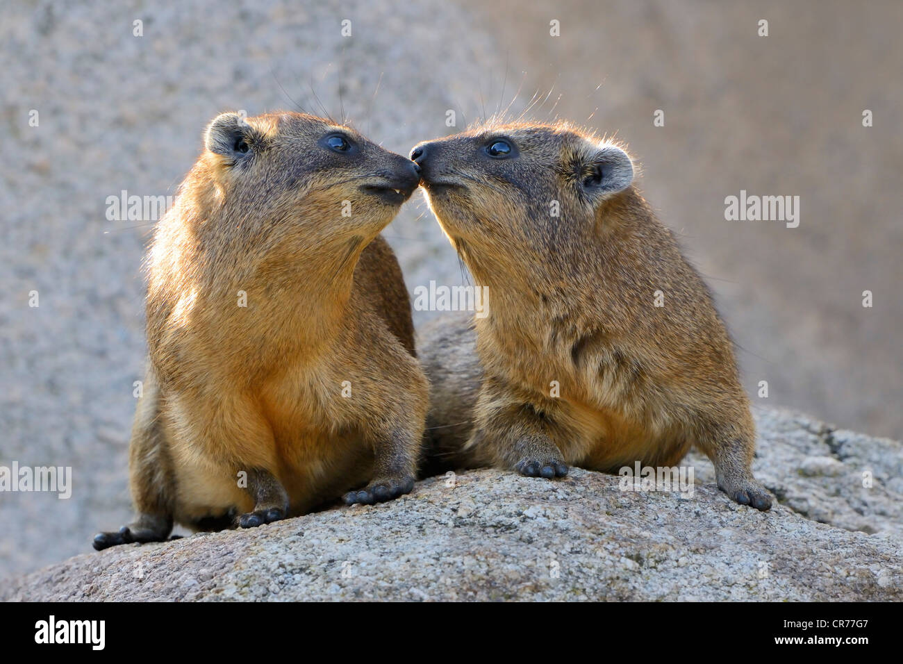 Rock hyraxes (Procavia capensis), Stuttgart, Baden-Wuerttemberg ...
