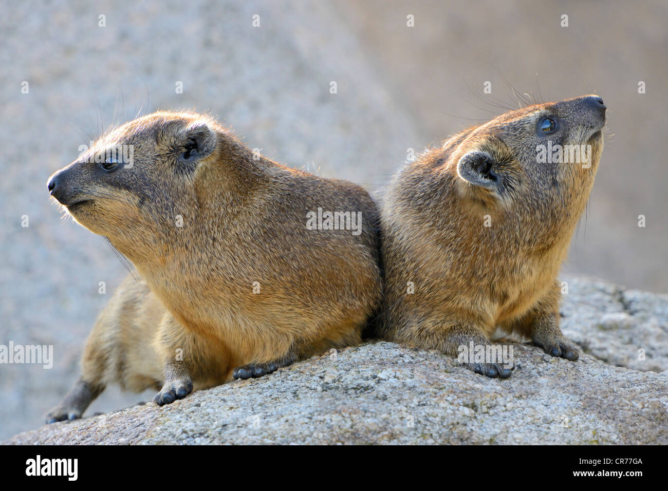 Rock hyraxes (Procavia capensis), Stuttgart, Baden-Wuerttemberg ...