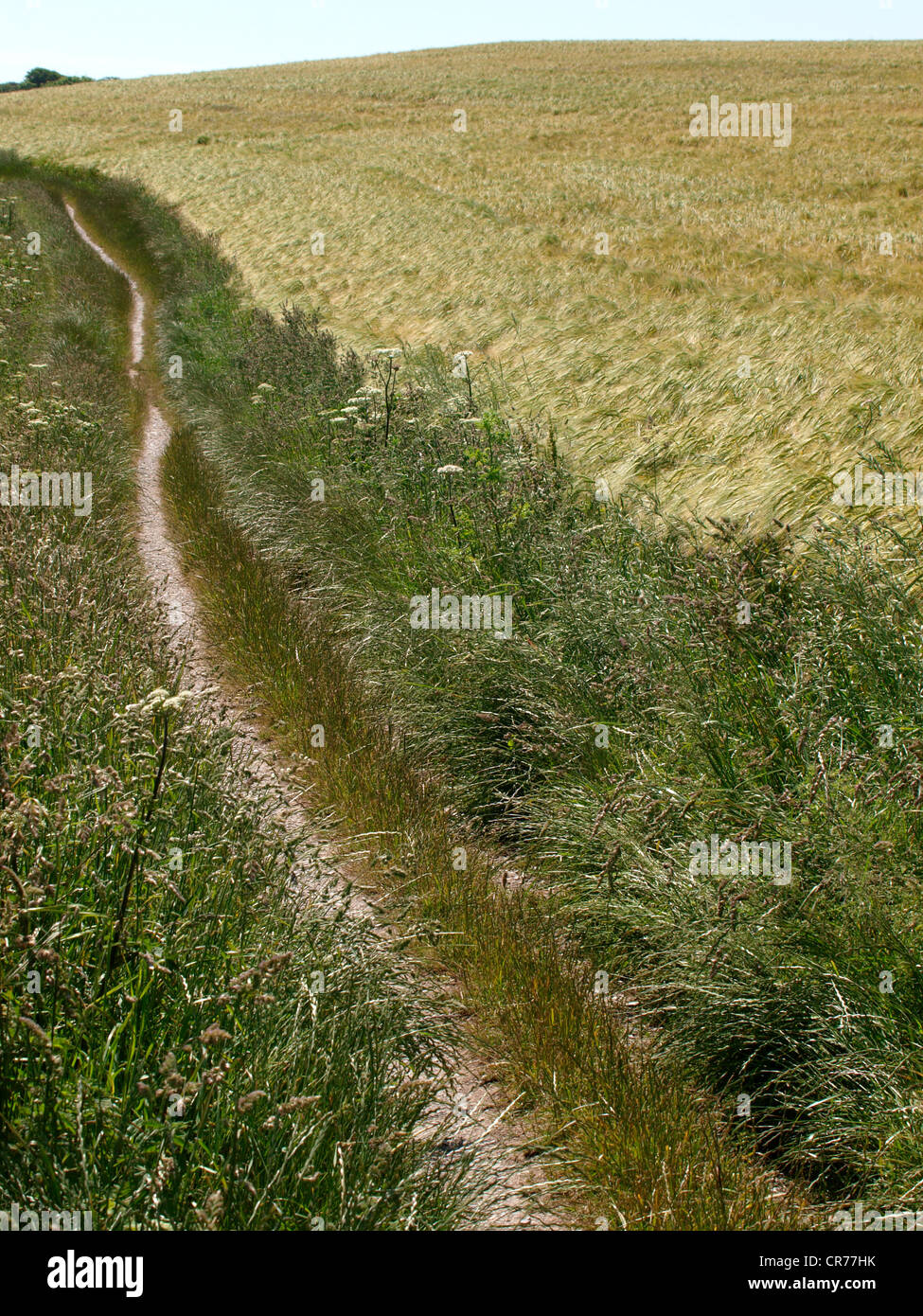 Footpath along the edge of a corn field, Cornwall, UK Stock Photo - Alamy