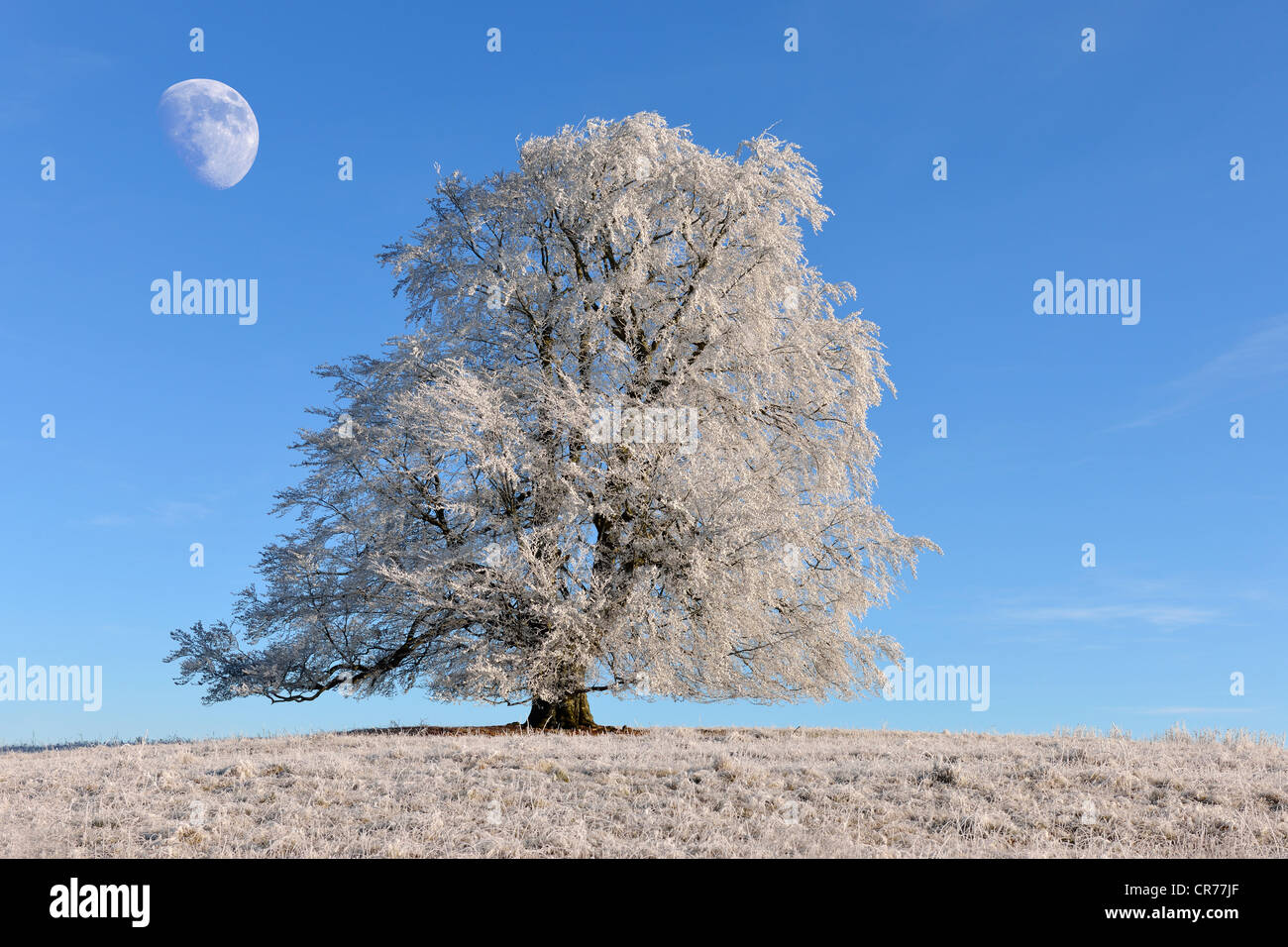 European Beech or Common Beech (Fagus sylvatica), moon, winter ...