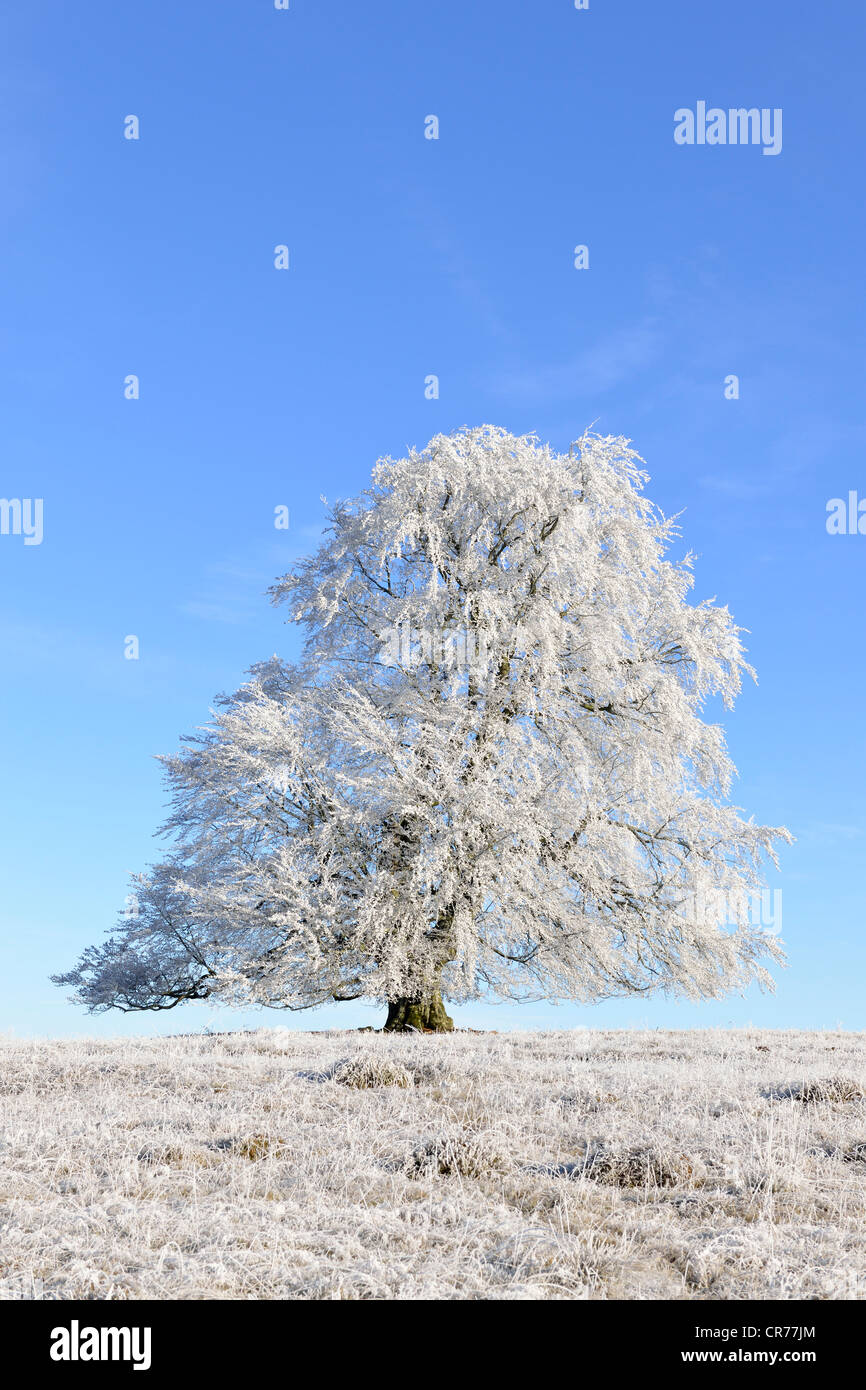 European Beech or Common Beech (Fagus sylvatica), winter landscape ...