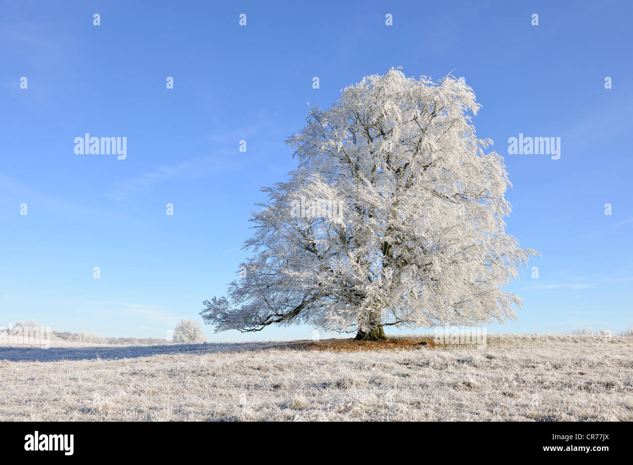 European beech (Fagus sylvatica), winter landscape, Swabian Alb, Baden ...