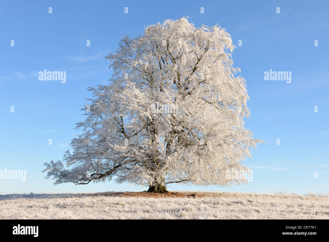 European beech (Fagus sylvatica), winter landscape, Swabian Alb, Baden ...