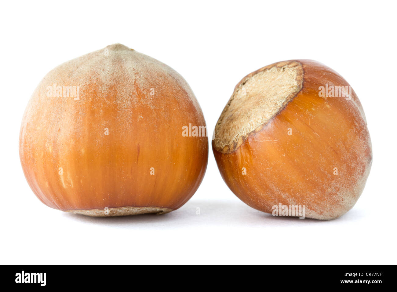 two dried hazelnuts over a white background Stock Photo - Alamy