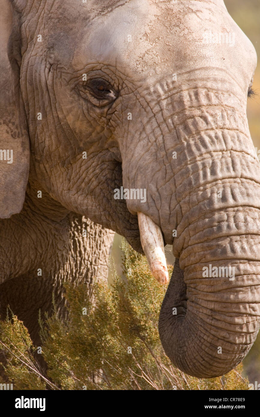 African Elephant head shot feeding Stock Photo - Alamy