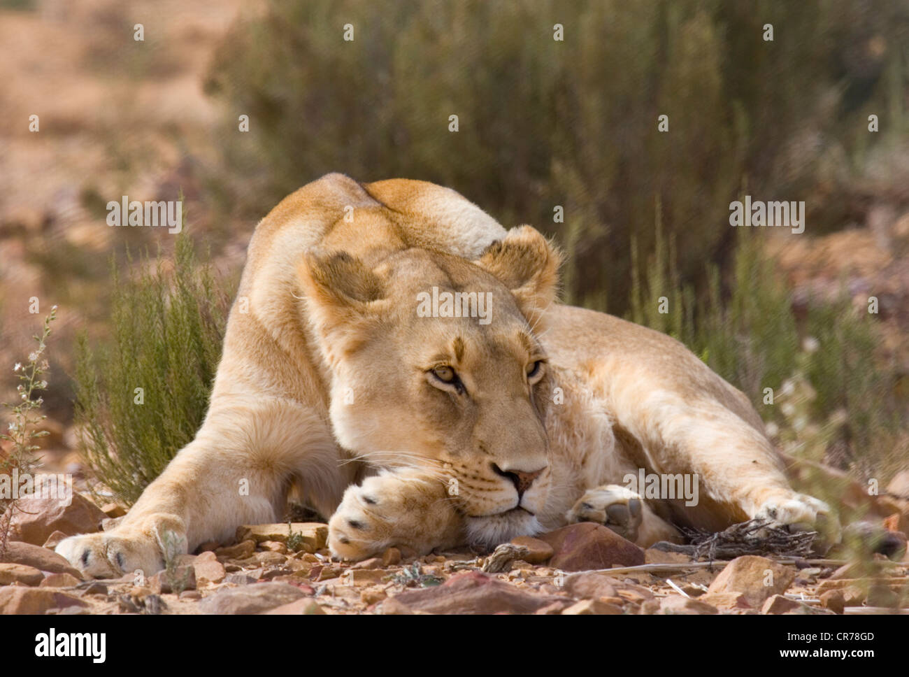 African lioness in the sun hi-res stock photography and images - Alamy