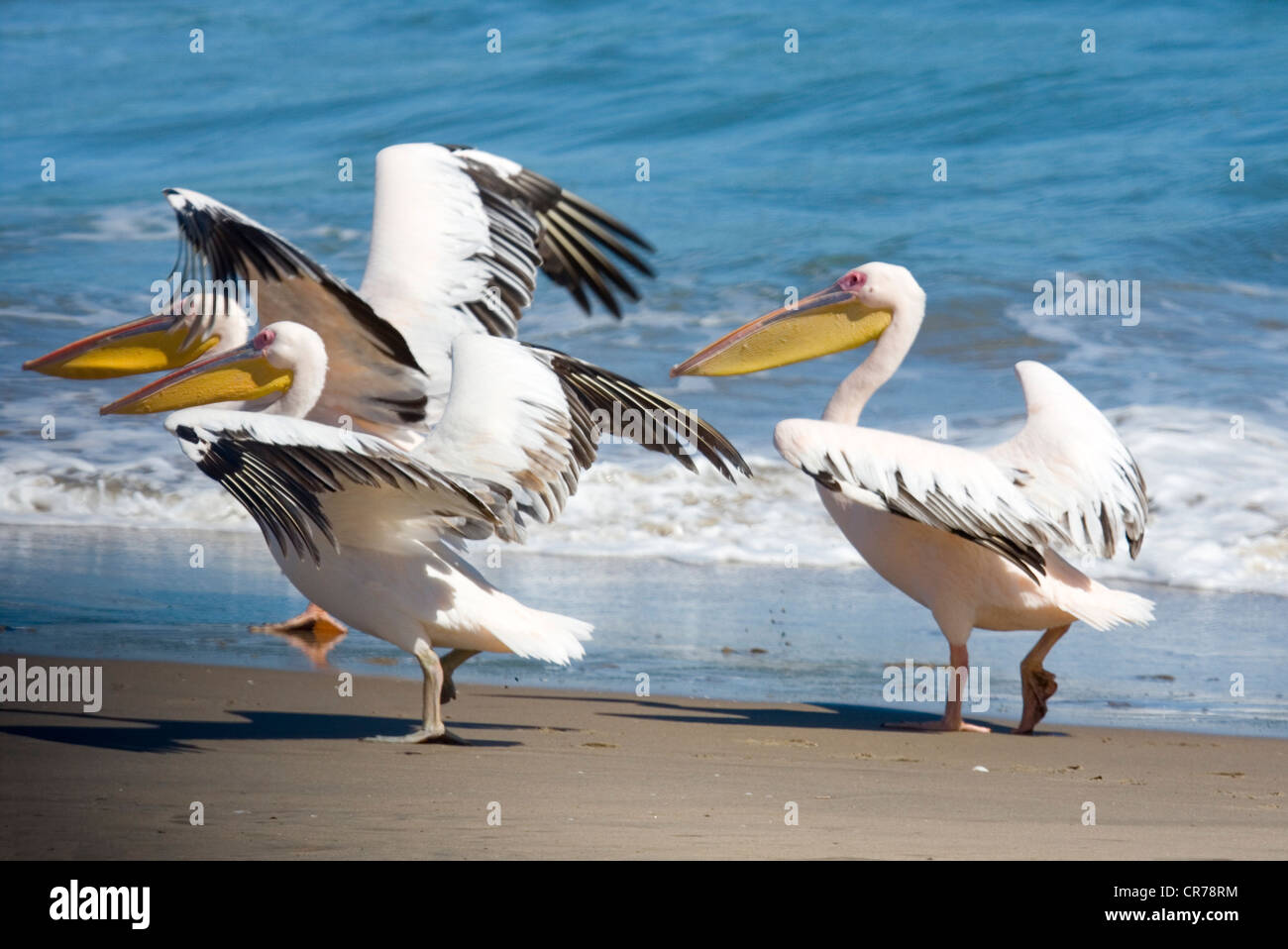 Three pelicans take off from beach Stock Photo - Alamy