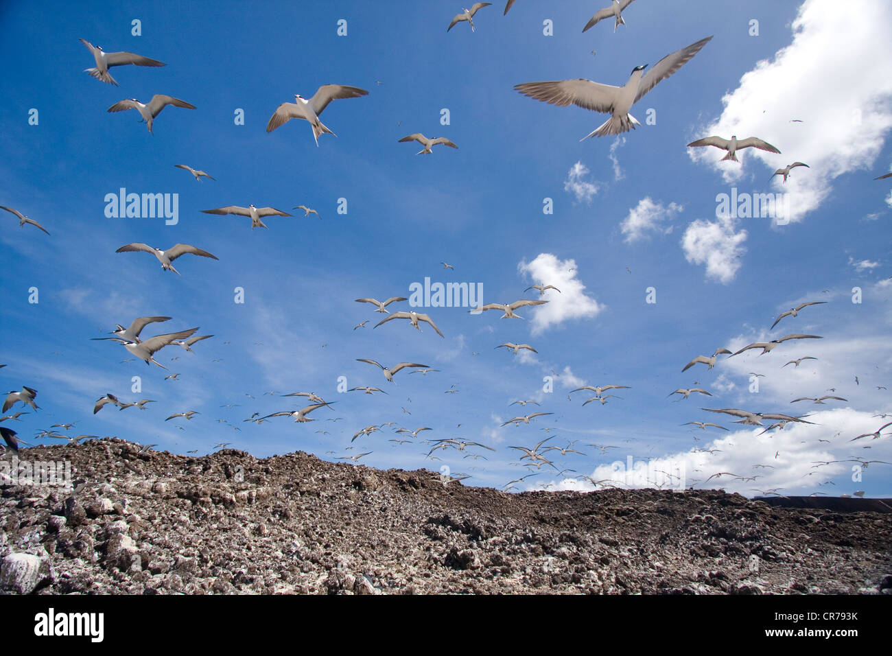 Sooty Terns nesting place, with hundreds of terns flying overhead Stock ...