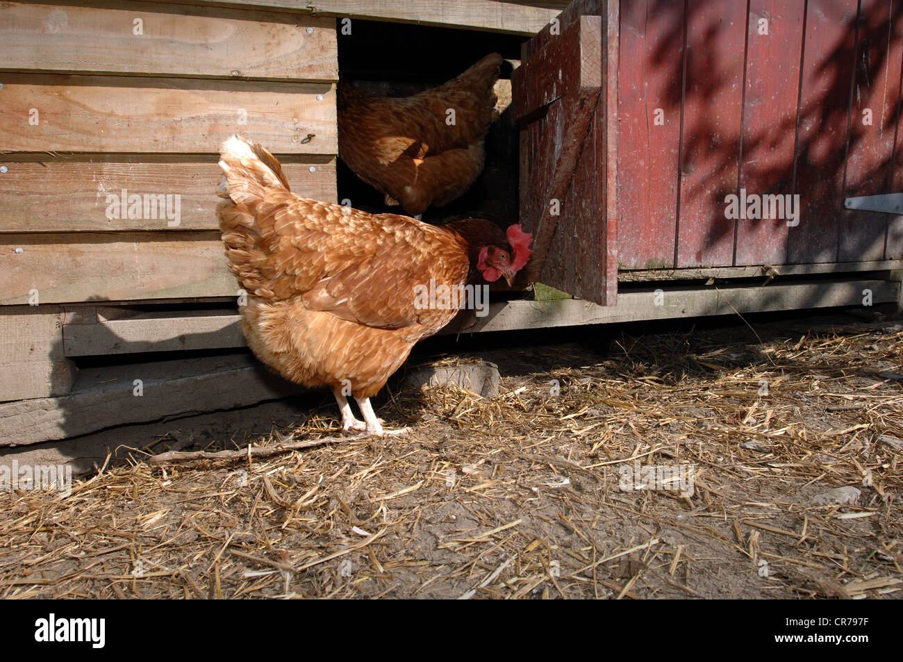 Egg laying hens hi-res stock photography and images - Alamy