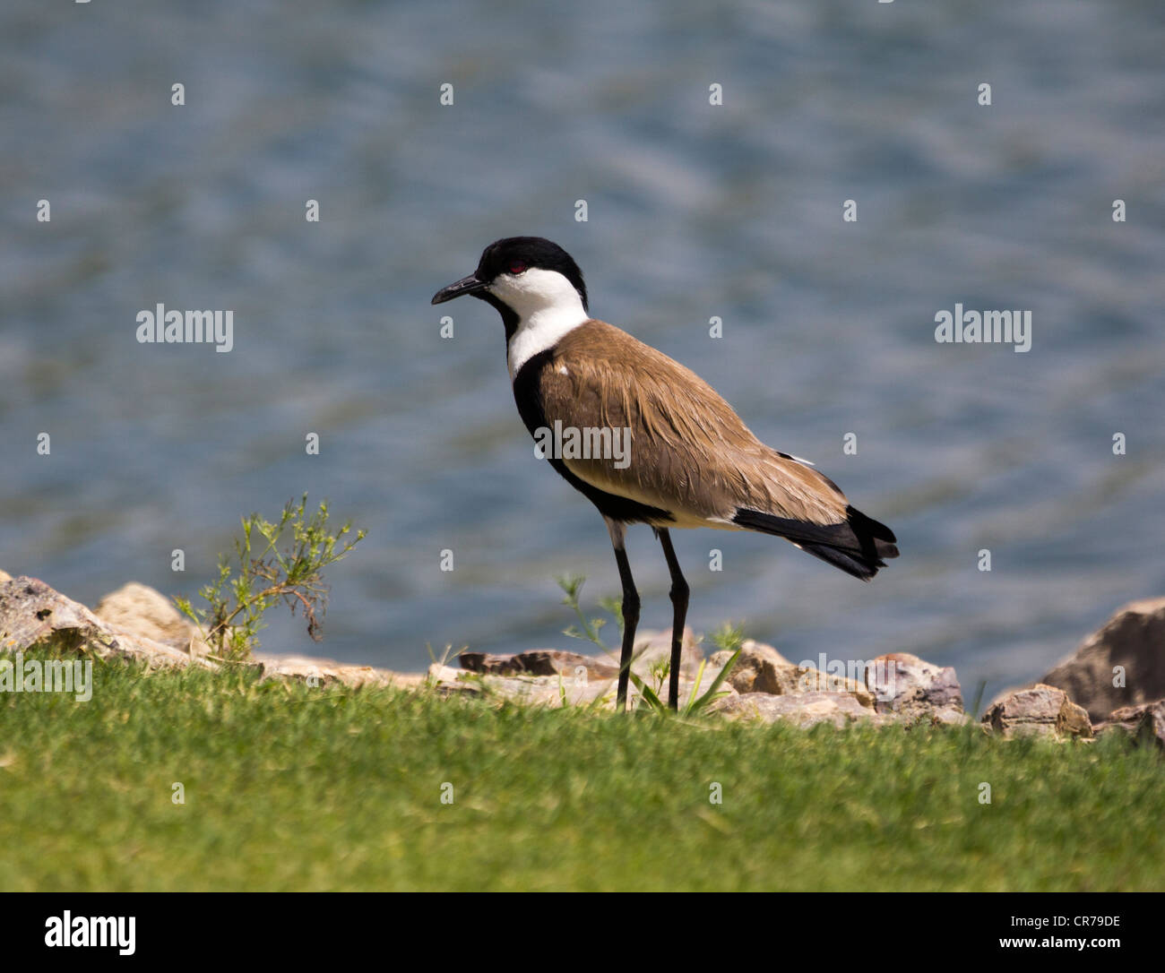 Spur-winged Lapwing or Spur-winged Plover (Vanellus spinosus), Cairo ...