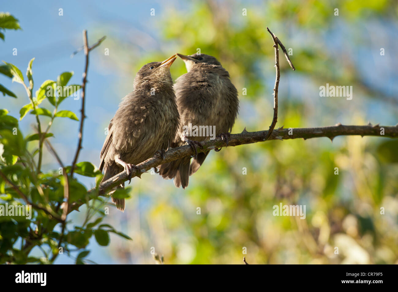 Sturnus vulgaris young starling fledglings hi-res stock photography and ...