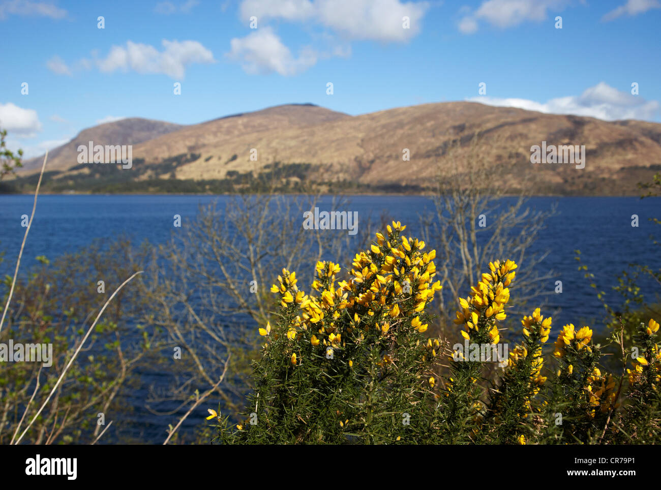 Highland shrub hi-res stock photography and images - Alamy