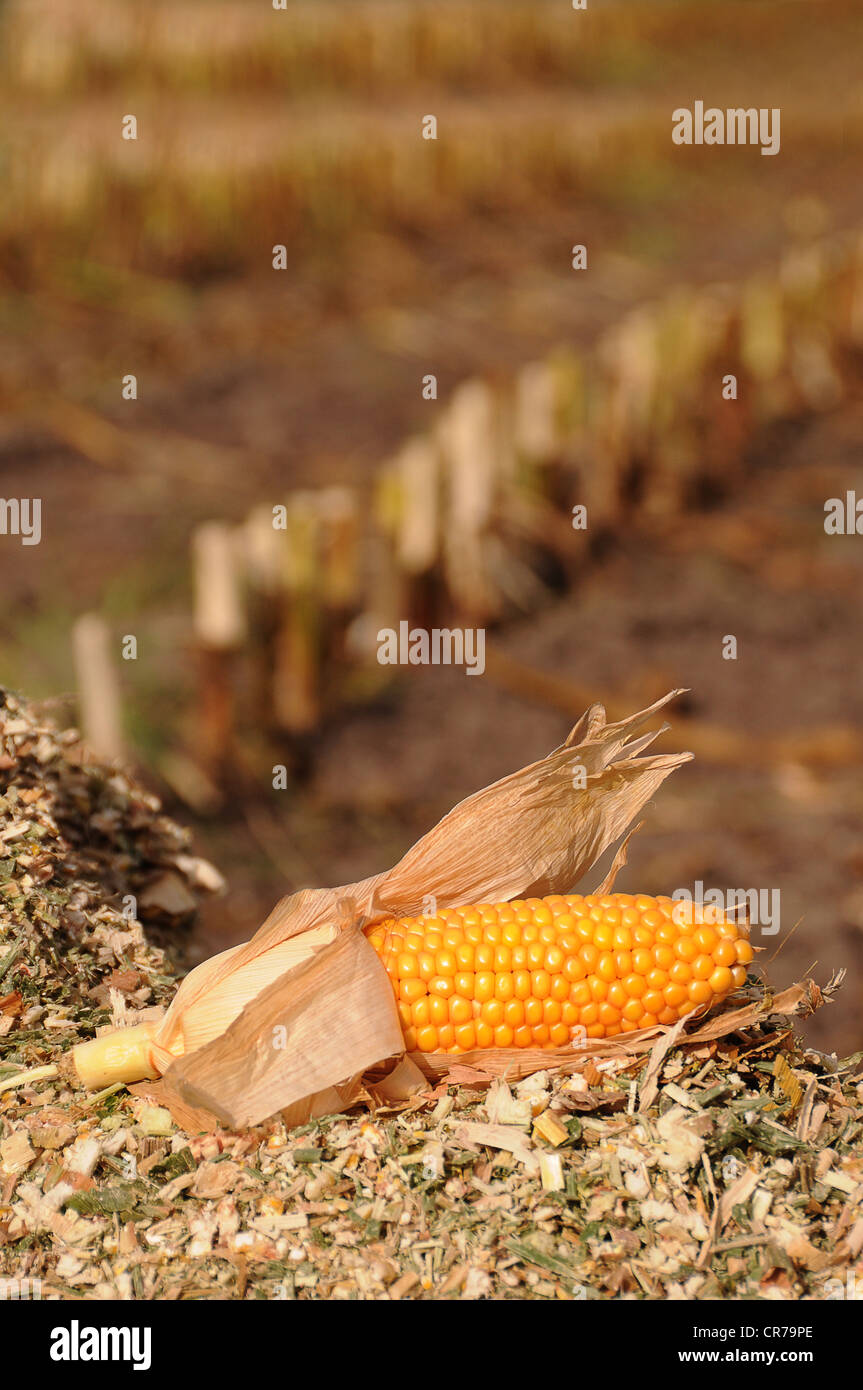 Corn cob lying on a harvested cornfield, maize, corn (Zea mays Stock ...
