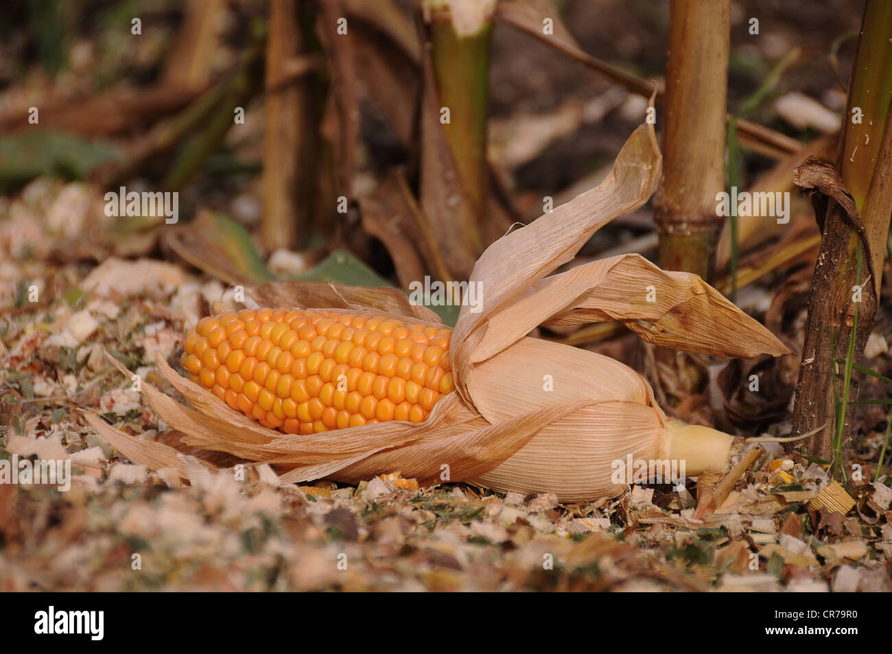 Harvested maize cobs hi-res stock photography and images - Alamy