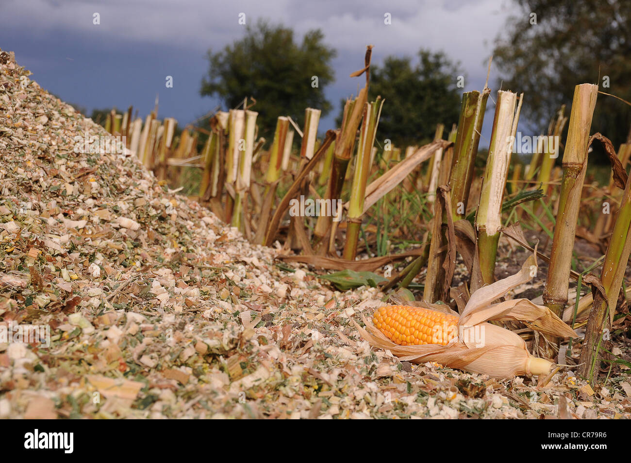Corn cob lying in front of a harvested cornfield, maize, corn (Zea mays ...
