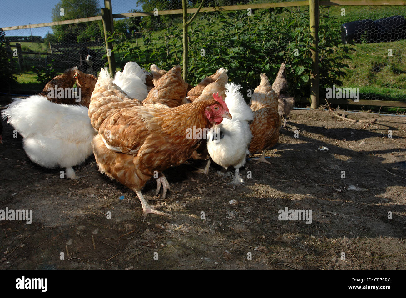 Egg laying hens hi-res stock photography and images - Alamy