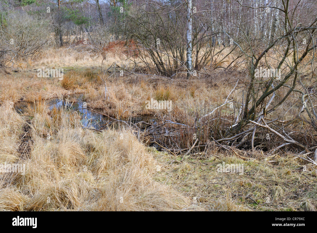 Swamp meadow hi-res stock photography and images - Alamy
