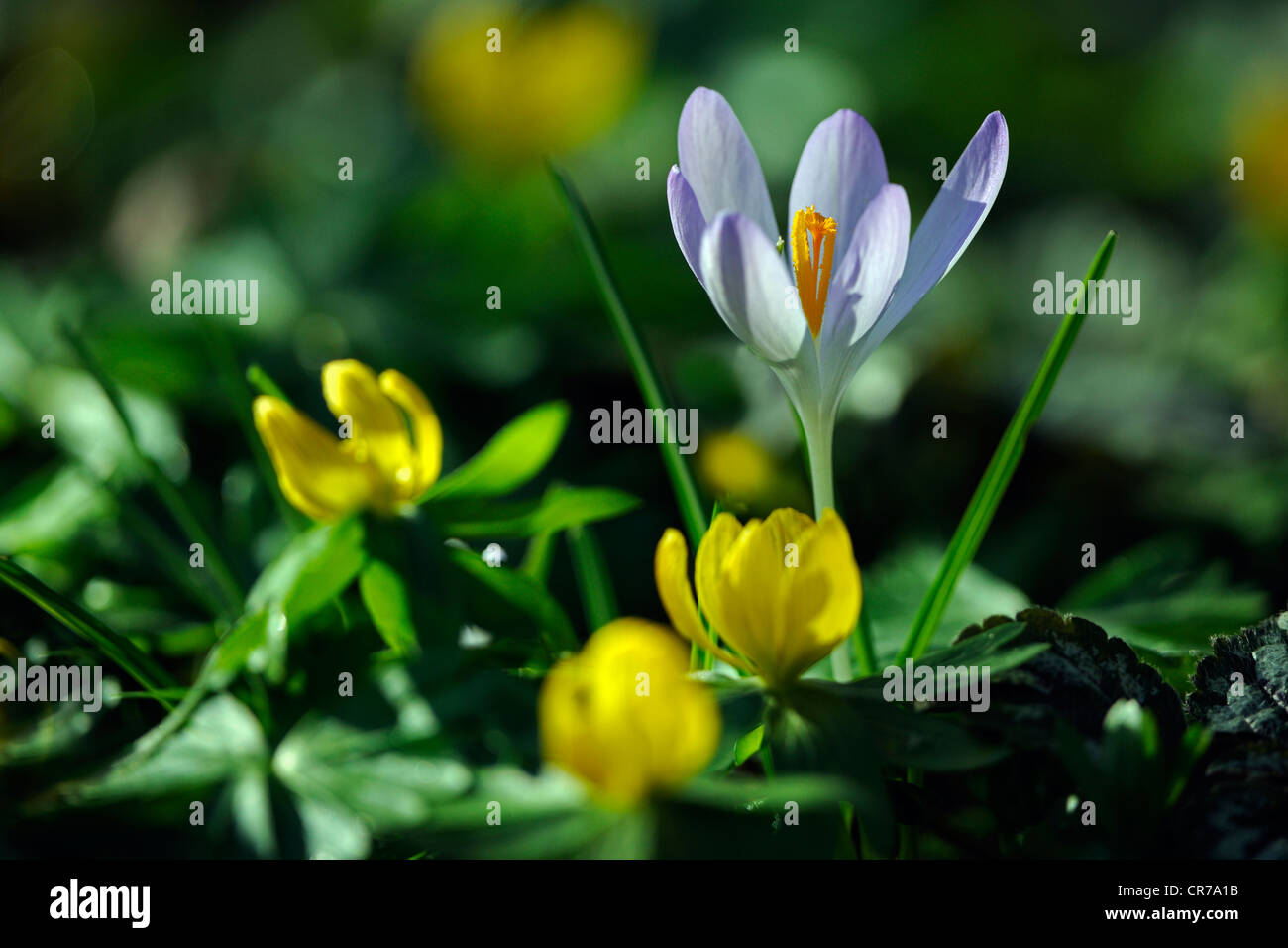 Crocus (Crocus sp.) and Lesser Celandine (Ranunculus ficaria Stock ...