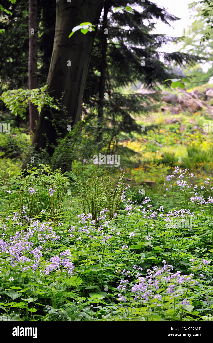 Ferns and Perennial Honesty (Lunaria rediviva), German Auenwald Stock ...