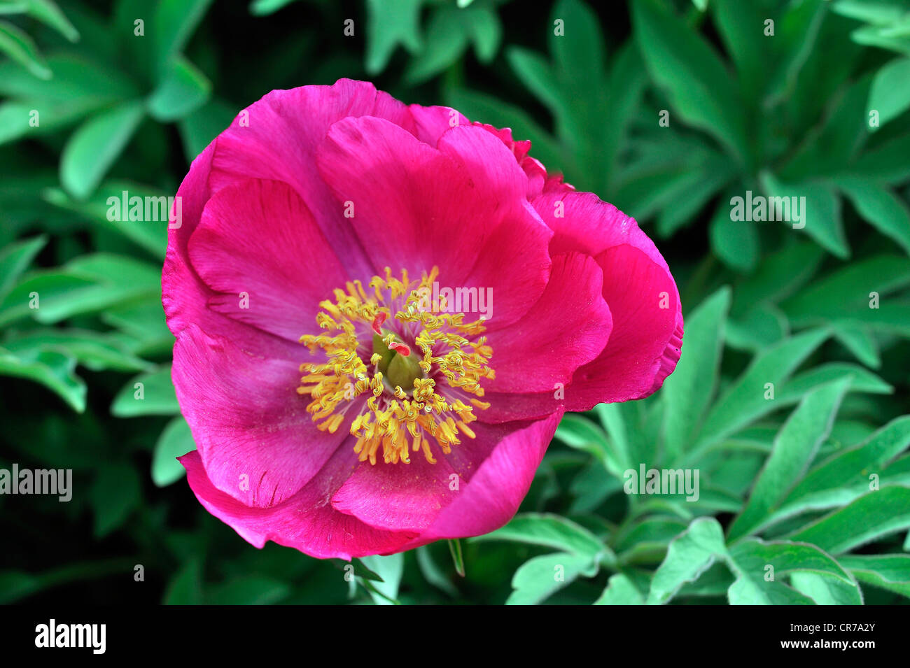 Low Peony (Paeonia officinalis subspecies microcarpa), Southern Europe ...