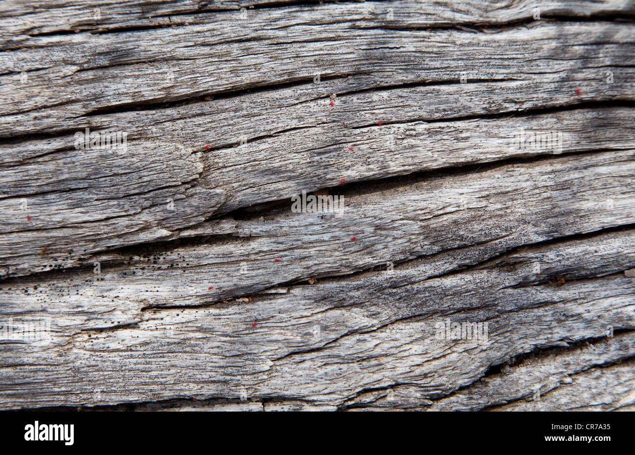 Weathered old wood. Background texture Stock Photo - Alamy