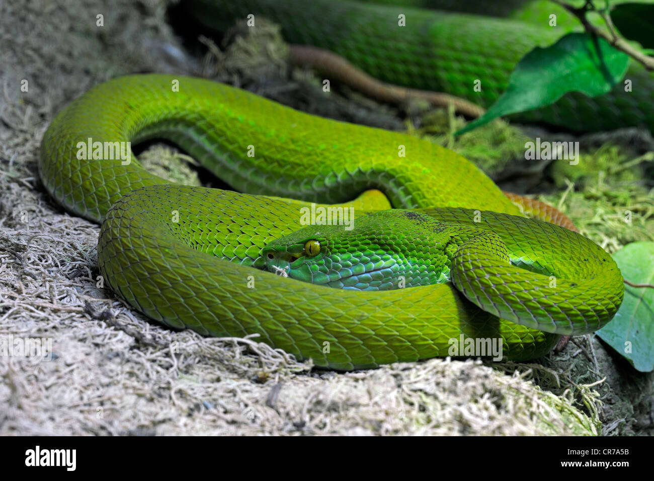 White lipped pit viper (Trimeresurus albolabris), Southeast Asia Stock ...