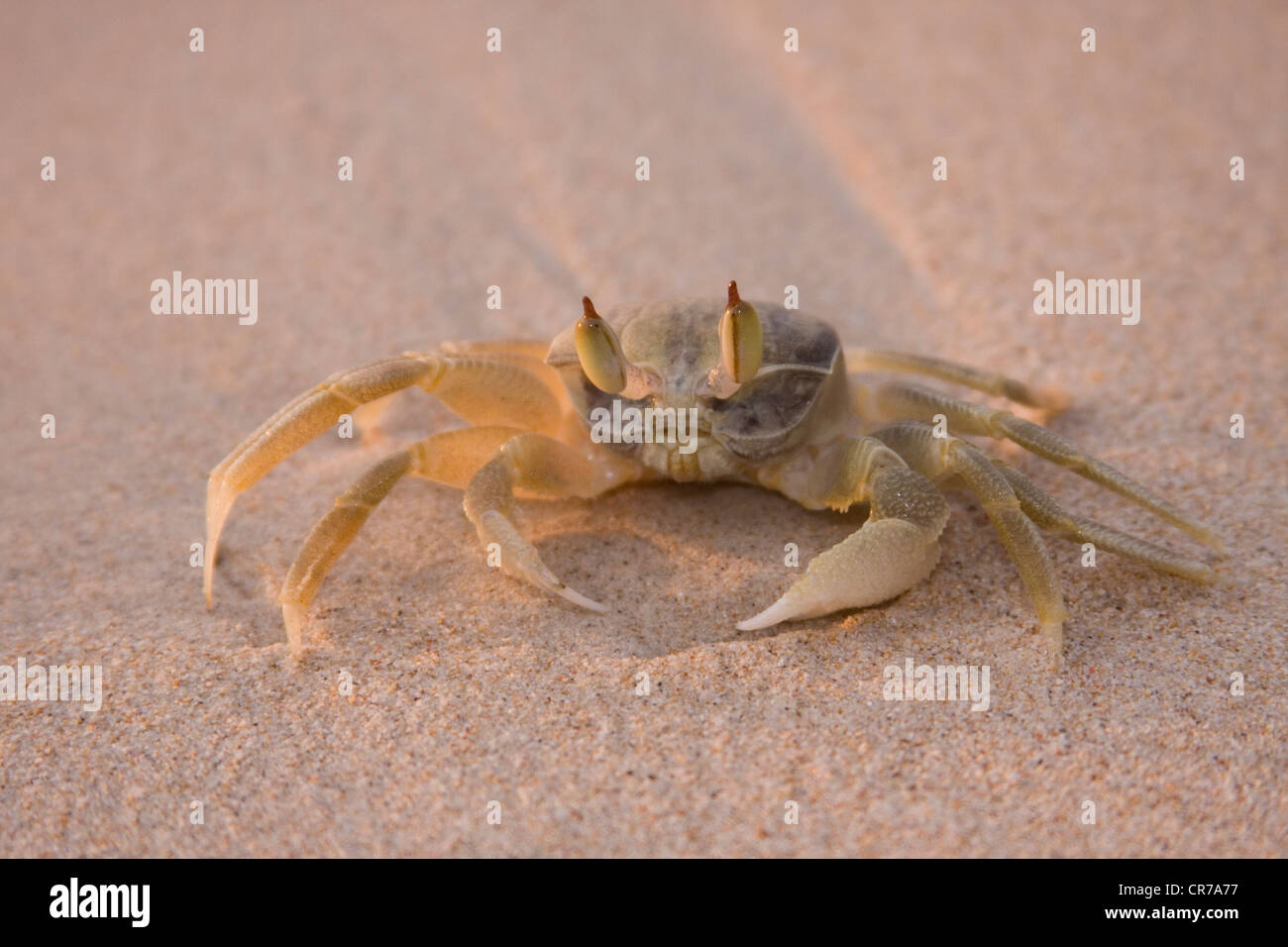 Crab on the Beach at Sunset Stock Photo - Alamy