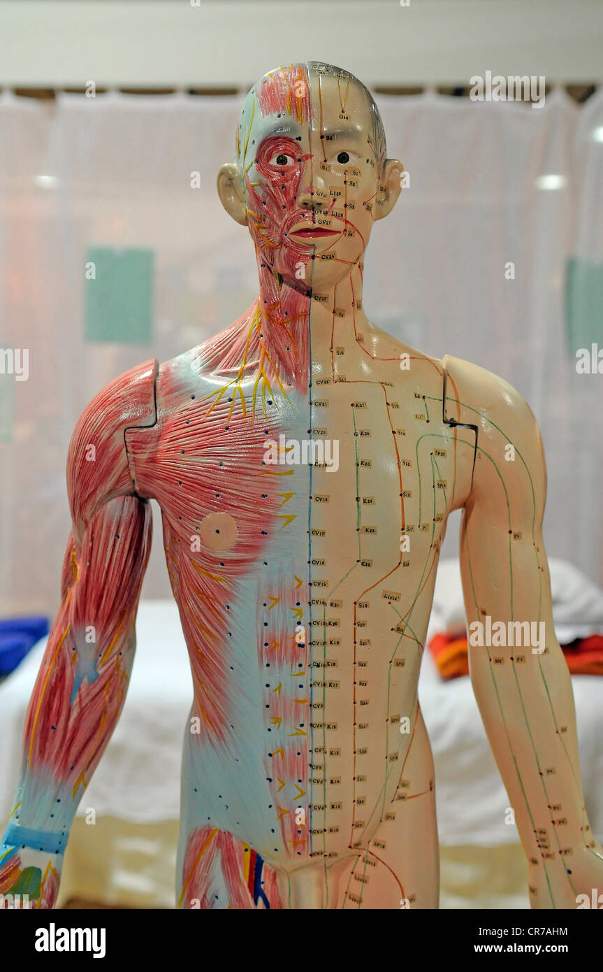Acupuncture model hi-res stock photography and images - Alamy