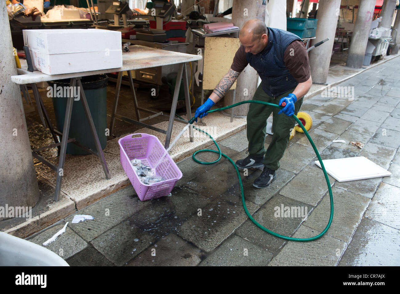 A fish monger cleaning a Cuttle fish at a fish market, Venice Italy ...