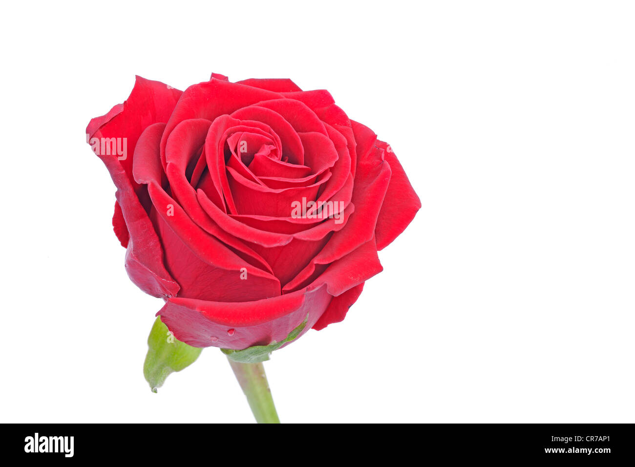 Rosa varieties Cut Out Stock Images & Pictures - Alamy