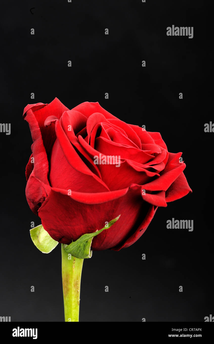 Red Rose (Rosa Stock Photo - Alamy