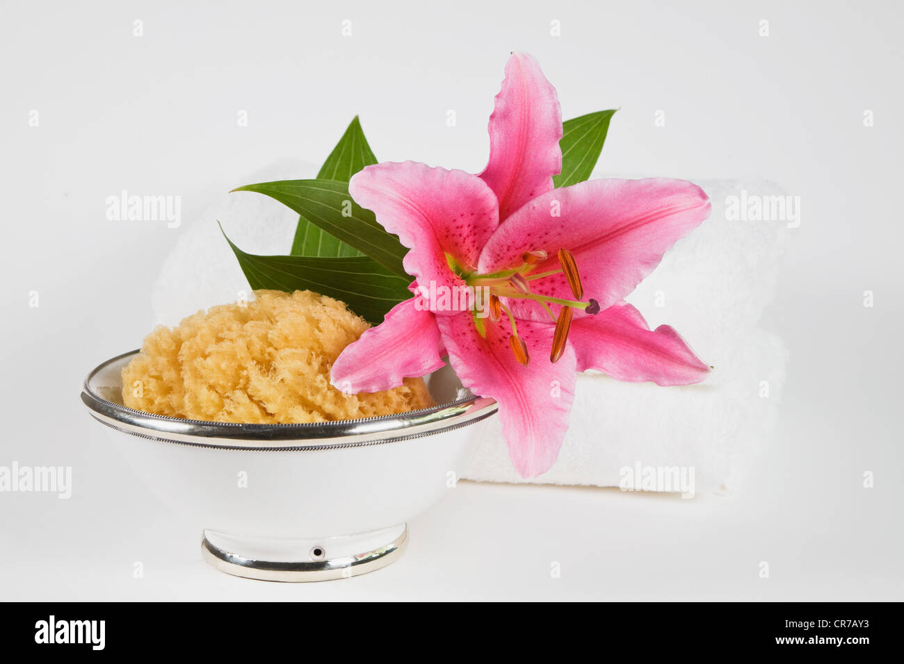 Natural sponge in bowl with lily on white background Stock Photo - Alamy