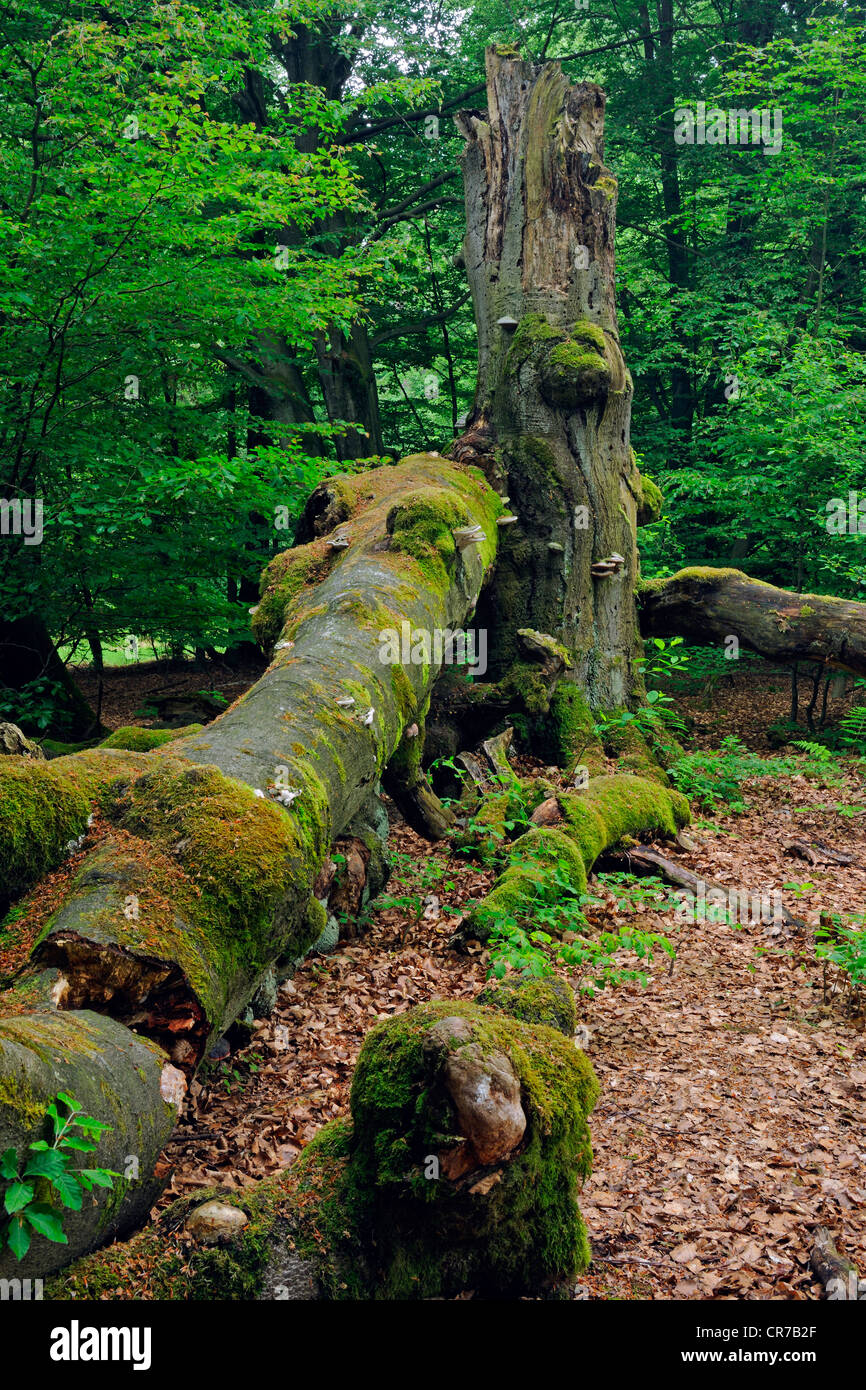 Approx. 400 year old Beech (Fagus) tree, ancient forest of Sababurg ...