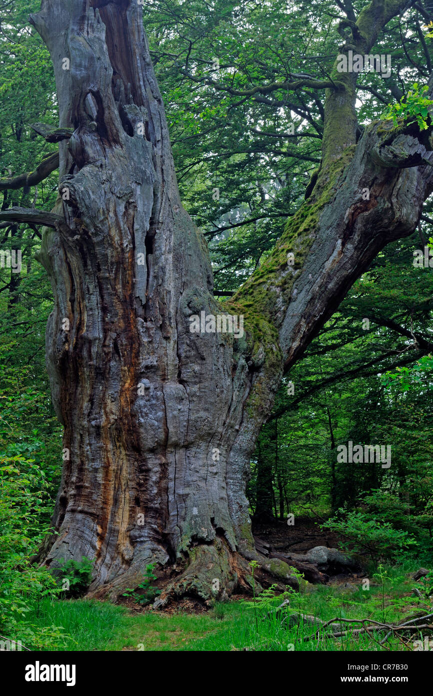 Approx. 800 year old Beech (Fagus) tree, ancient forest of Sababurg ...