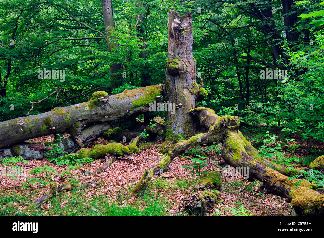 Approx. 400 year old Beech (Fagus) tree, ancient forest of Sababurg ...